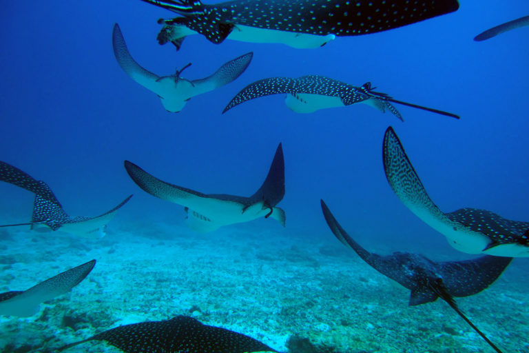 Los Mejores Lugares para Buceo en Galápagos