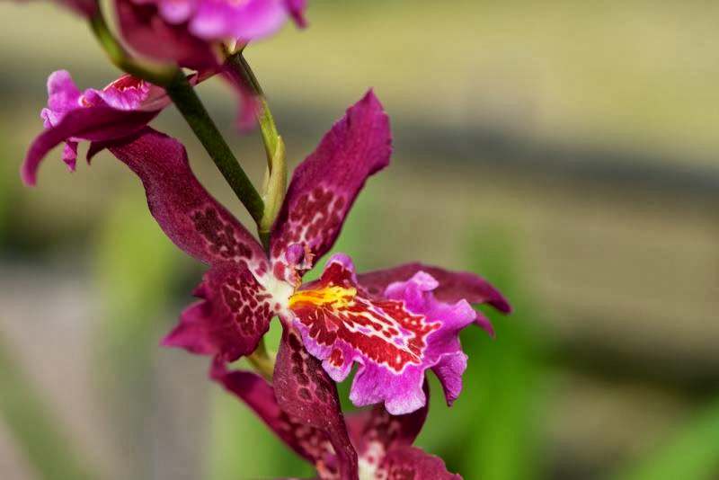 Orchids From Ecuador